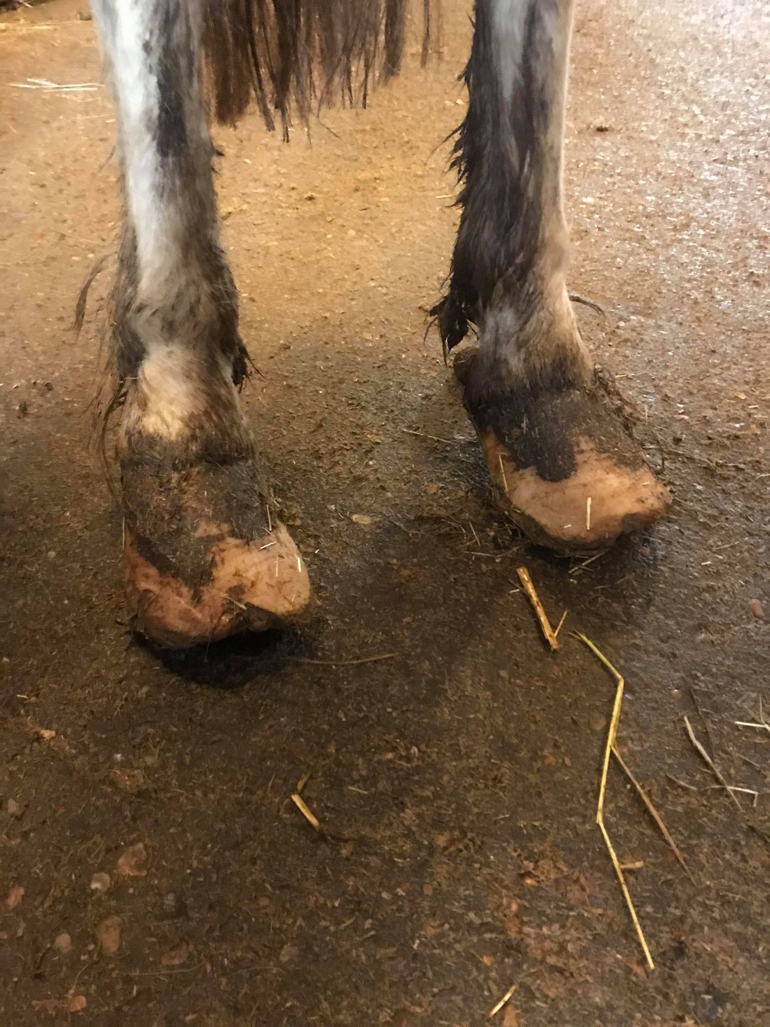 How Natural Pet Vitality Fulvic Minerals Helps With Laminitis | Natural ...